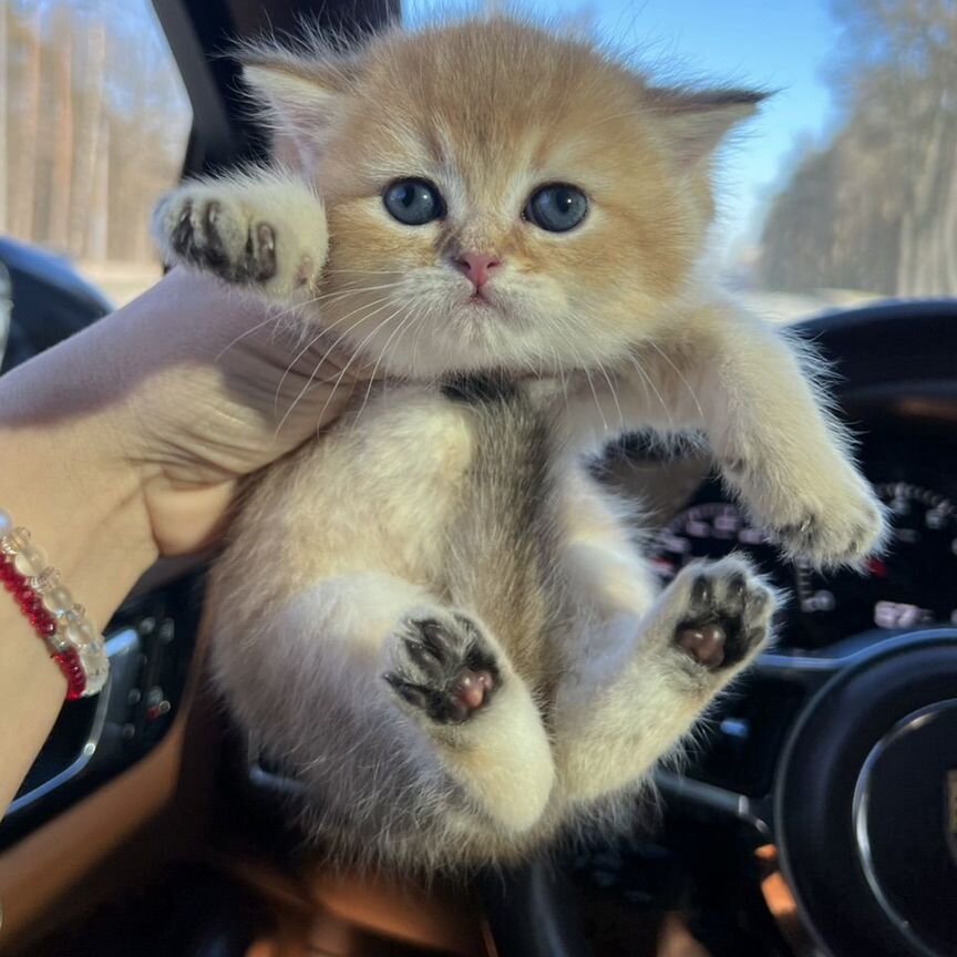 Золото шиншилла
