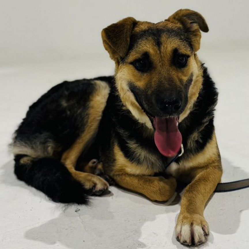 Немецкая овчарка, щенок