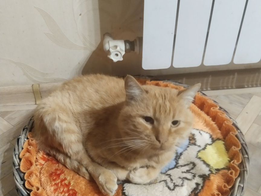 Лежанка для питомцев