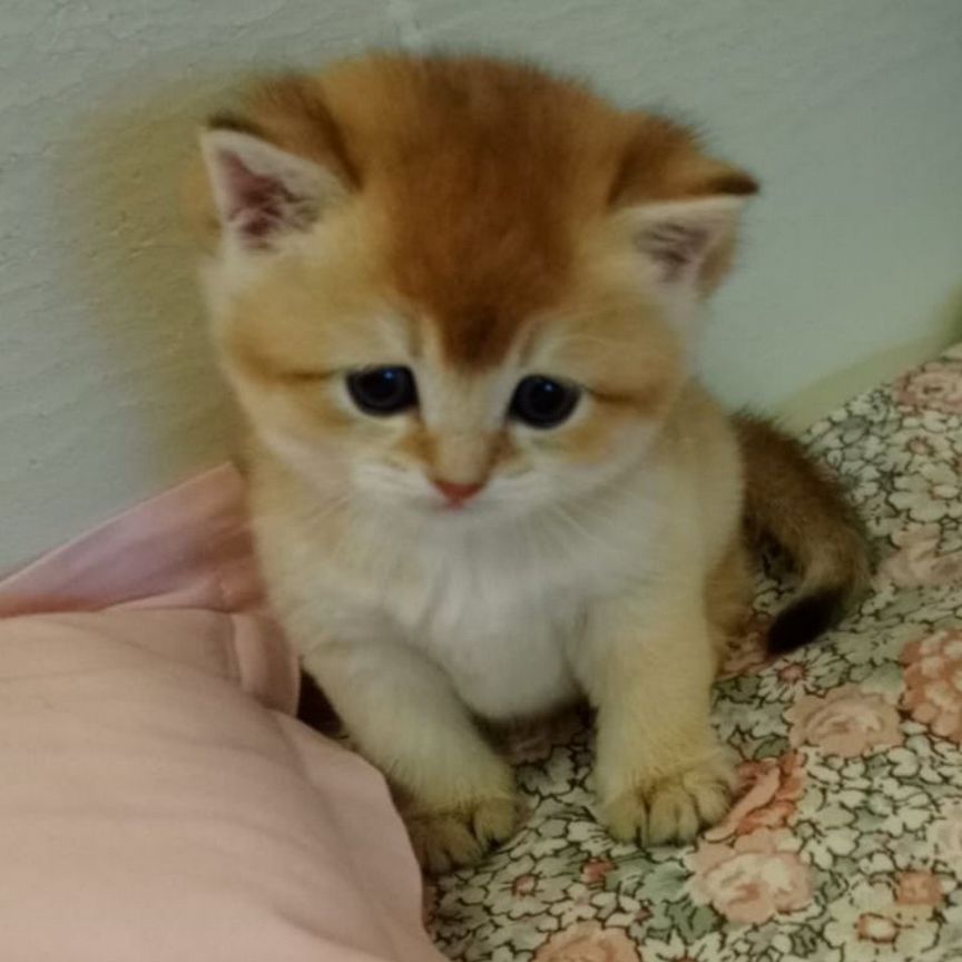 Котята золотая и серебряная шиншилла
