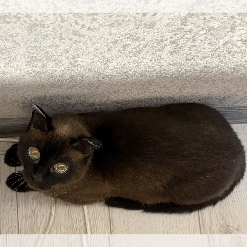 Взрослая, кошка в добрые руки