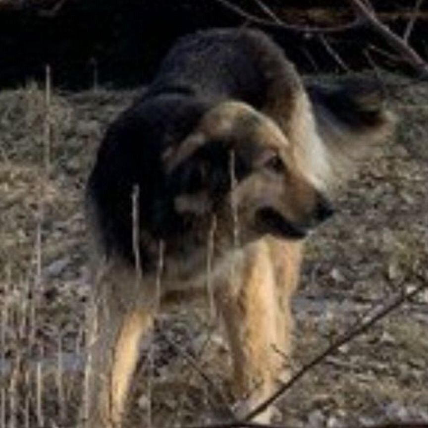 Взрослая собака в добрые руки