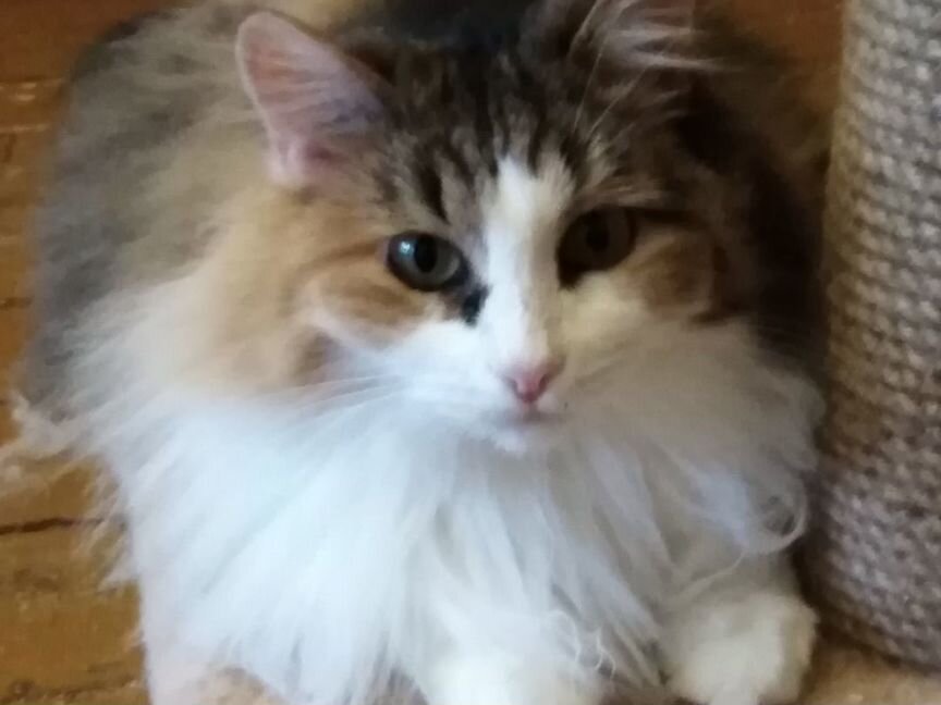 Пристраивается пушистая трехцветная кошка