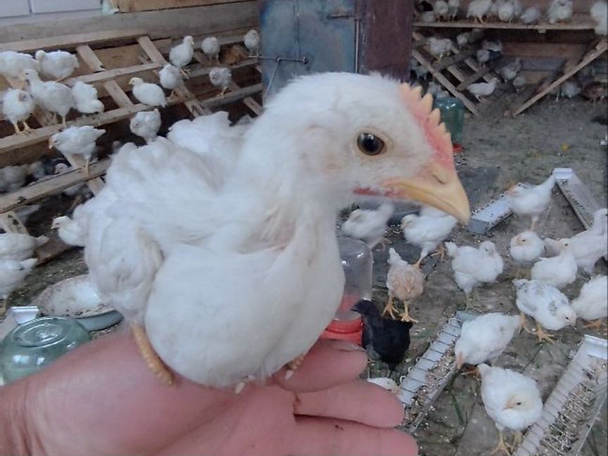 Цыплята несушки