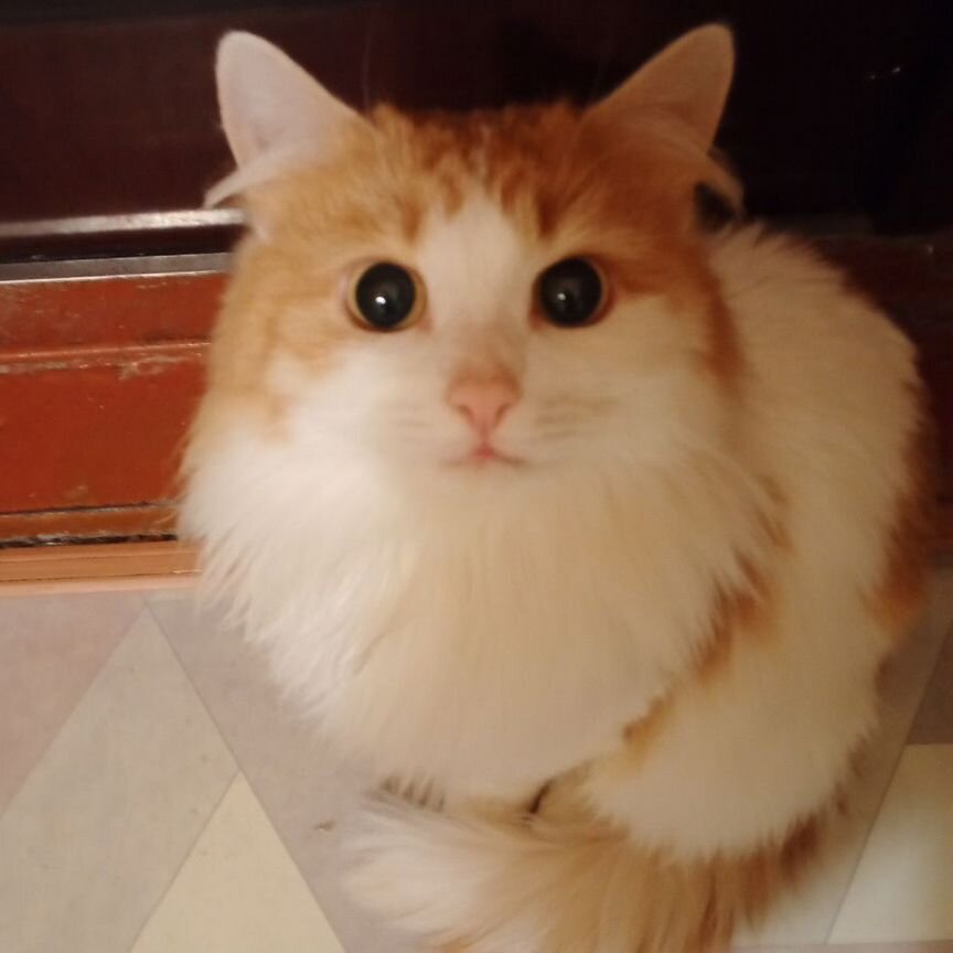 Взрослый кот в добрые руки