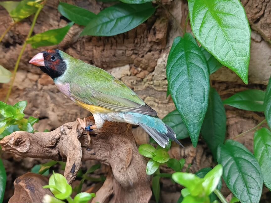 Самка амадины Гульда