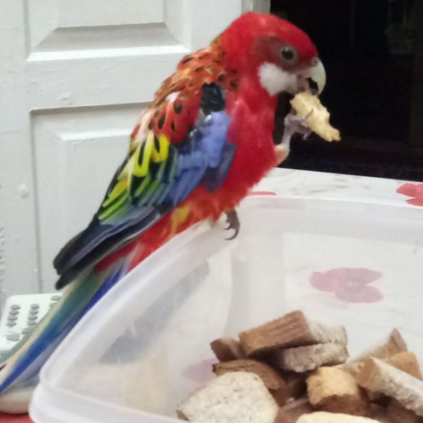 Попугай Розелла