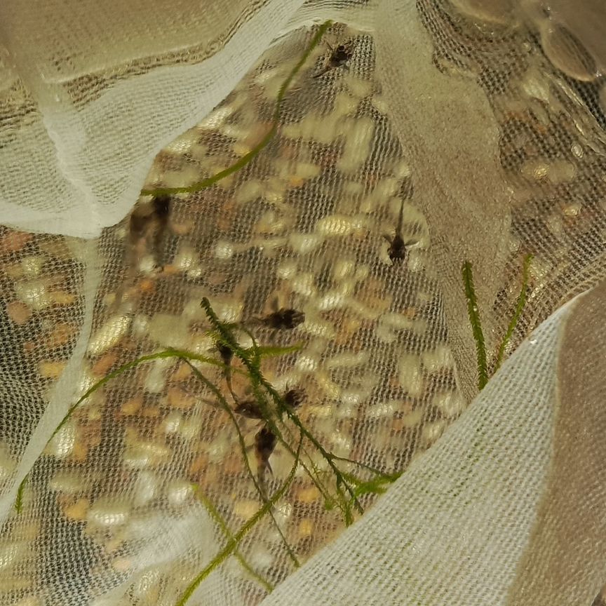 Мальки коридорас крапчатый