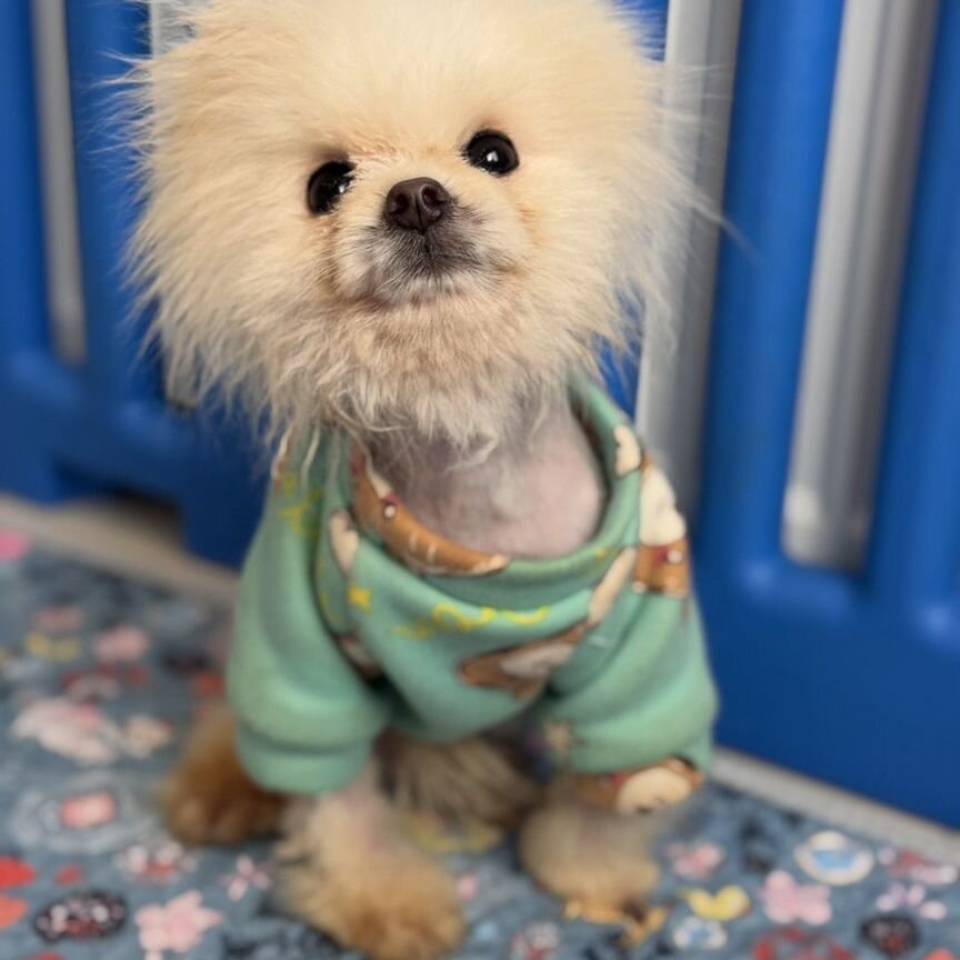 Шпиц мальчик с алопецией пристройство