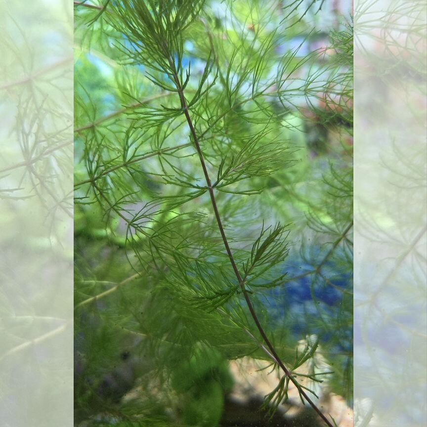 Роголистник