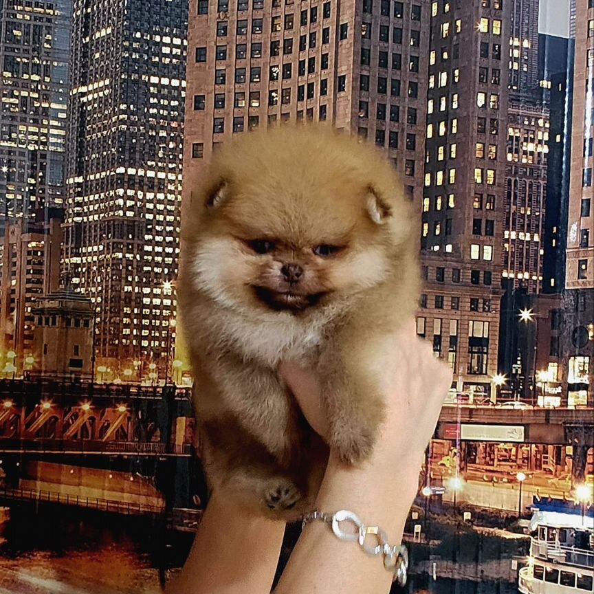 Супер мини девочка. РКФ