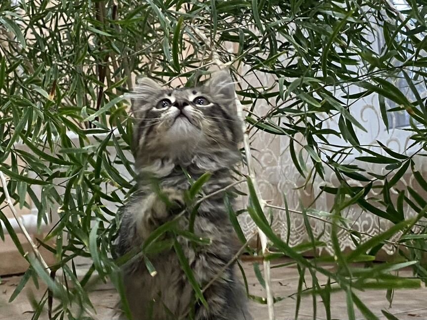 Котята в добрые руки даромК лотку приучен