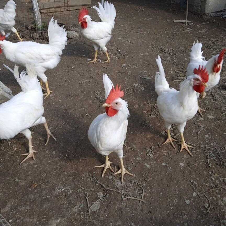 Продам молодых петухов
