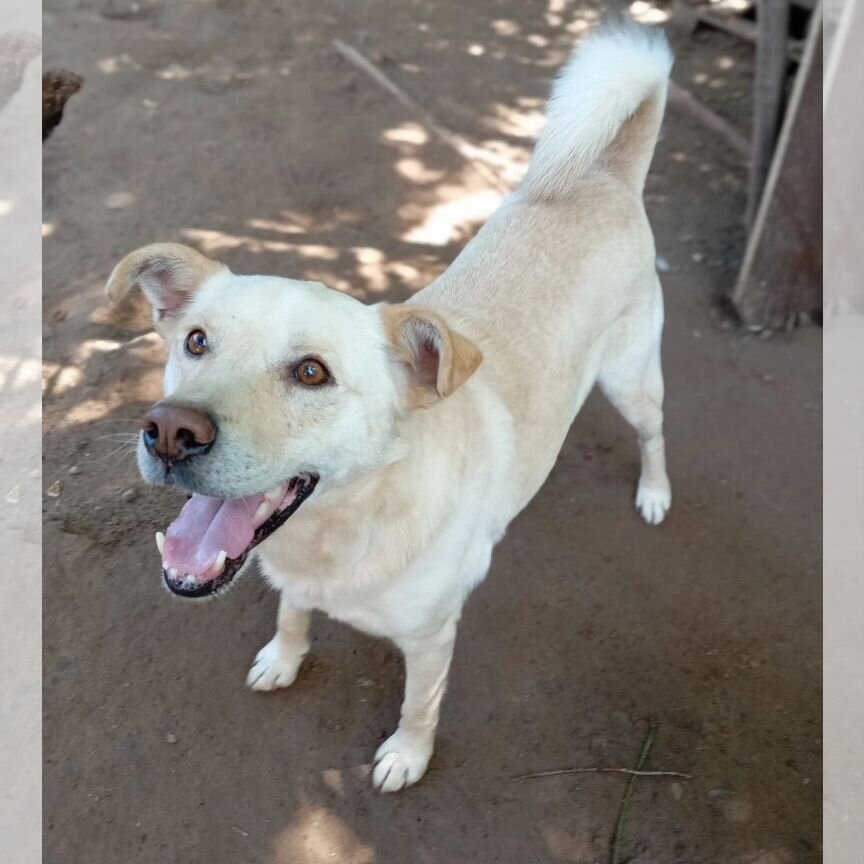 Взрослая собака в добрые руки