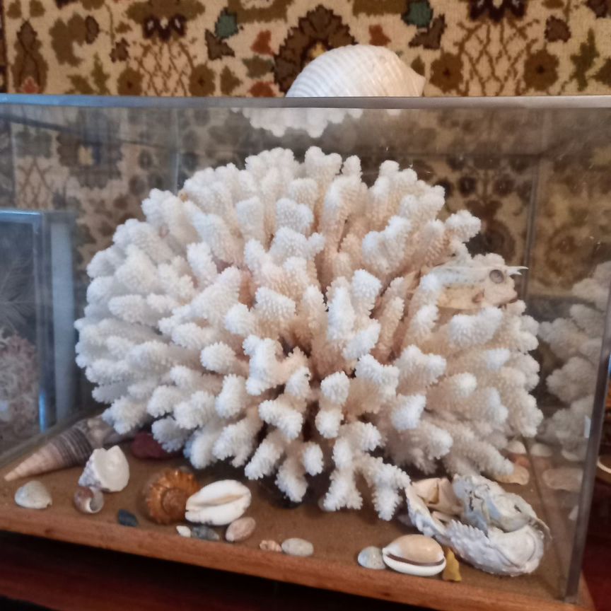 Продаю коралл