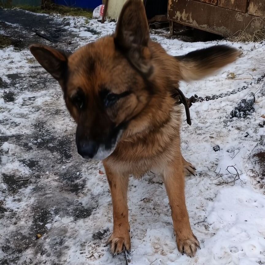 Немецкая овчарка, взрослая собака