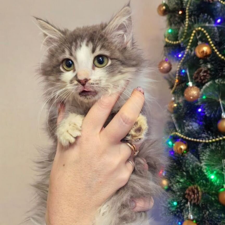 Котёнок в добрые руки