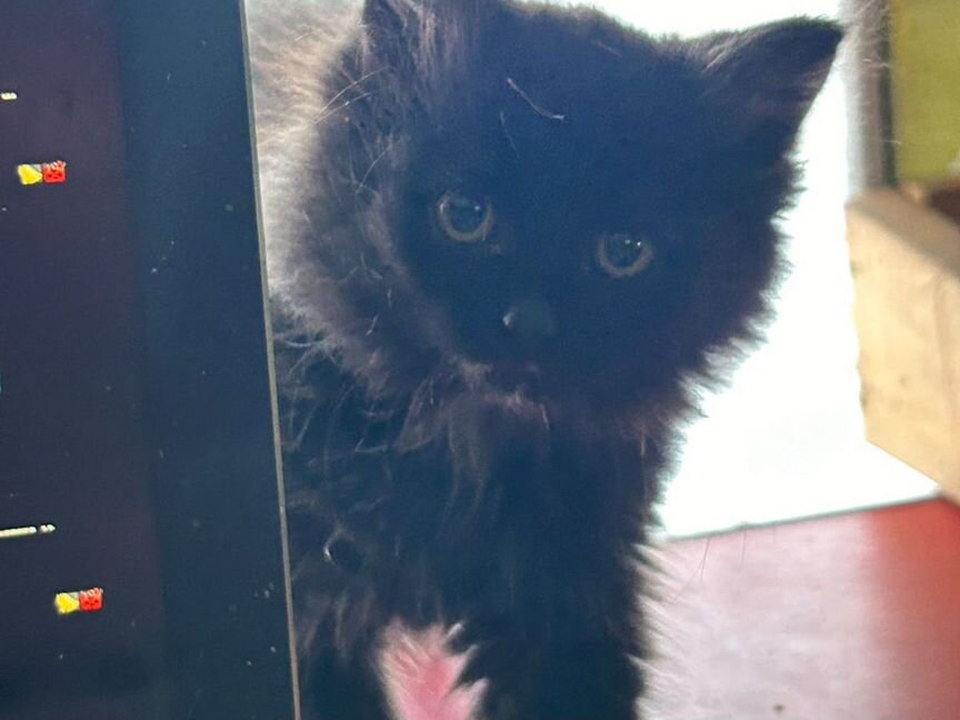 Котята 3 месяца в добрые руки