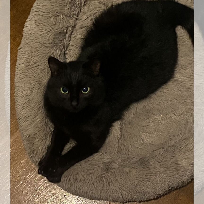 Взрослый кот в добрые руки