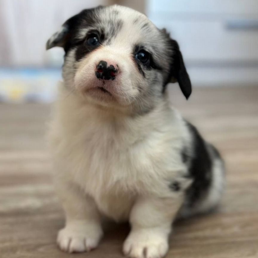 Вельш Корги Кардиган, щенок