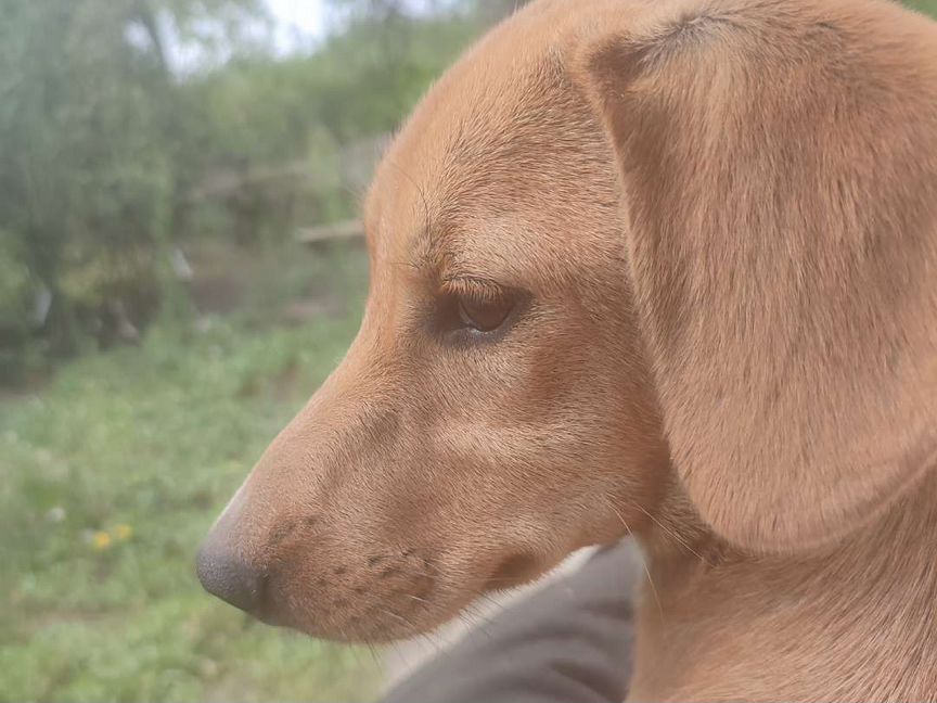 Отдам собаку в хорошие руки