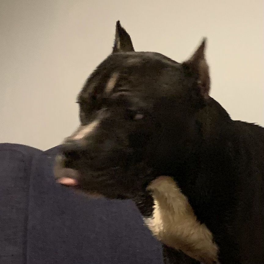 Подросток стаффордширского терьера