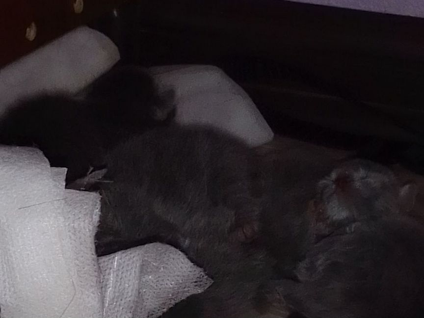 Котятаголубаярусская