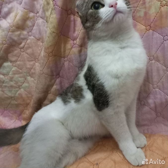 Стерилизованная кошечка бедняжка