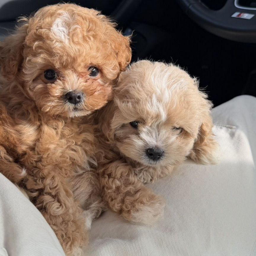 Мальтипу, щенок