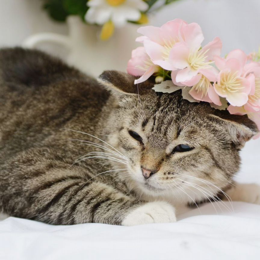 Взрослая, кошка в добрые руки
