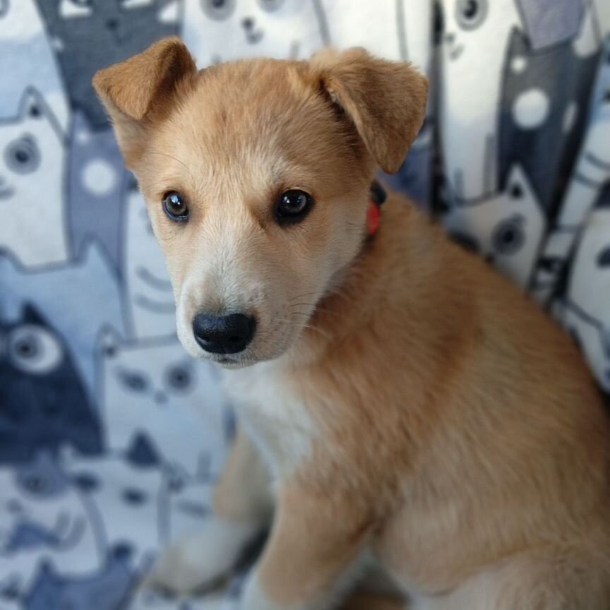 Щенок ищет дом, привезу