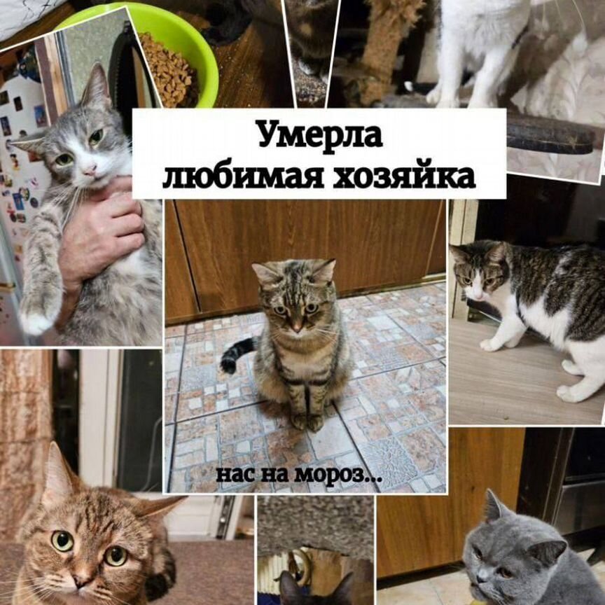 13 сироток нуждаются в доме и семье
