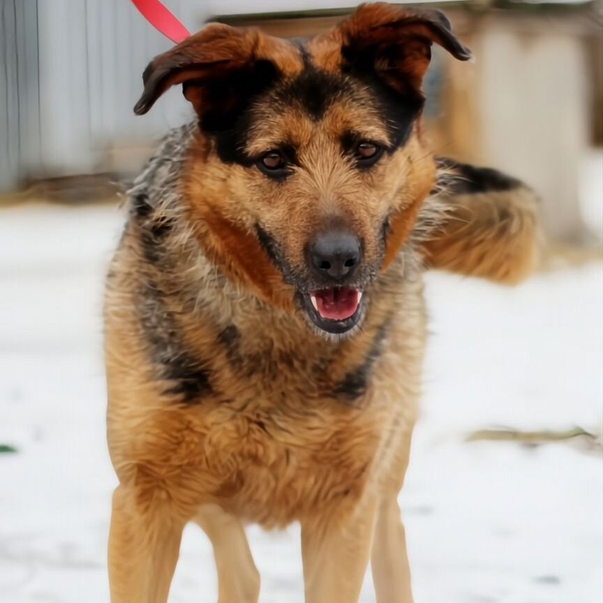 Взрослая собака в добрые руки