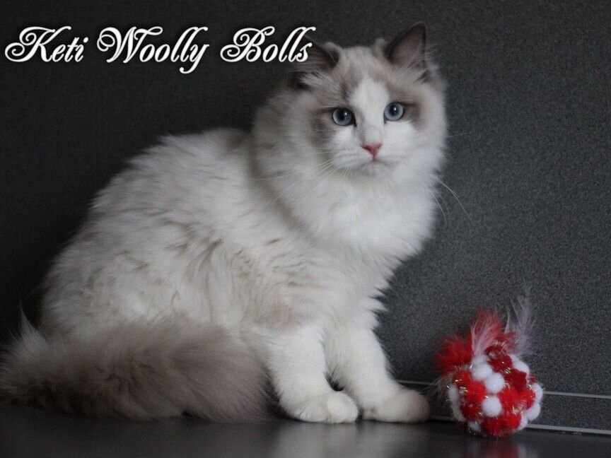 Кошечка Рэгдолл 6 месяцев