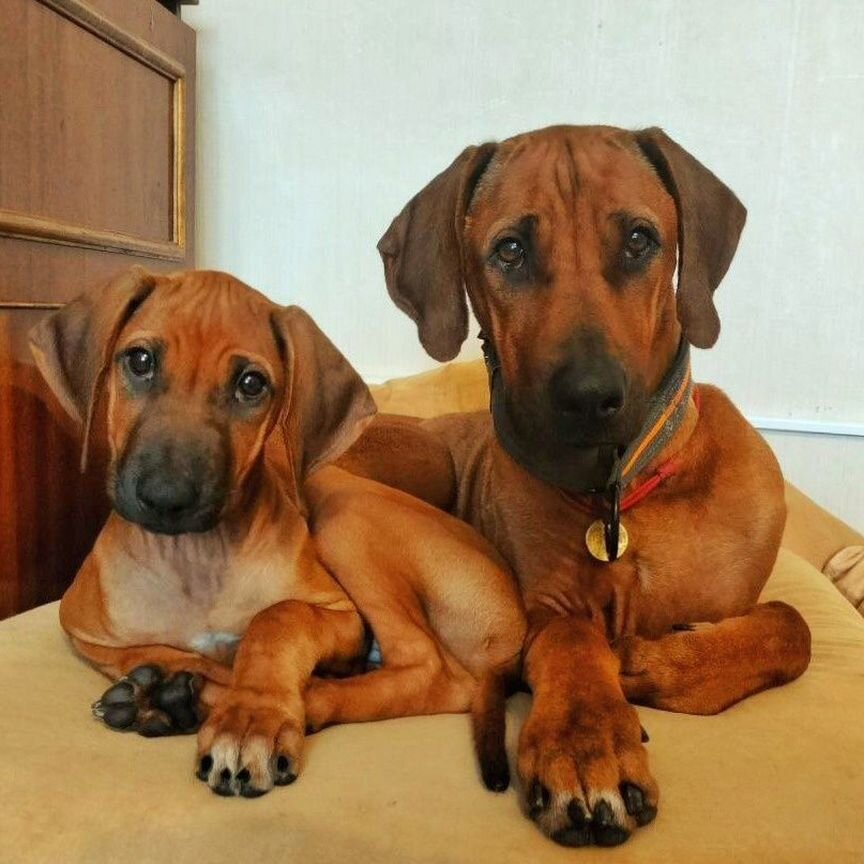 Невероятно красивые девочка и мальчик Родезийского