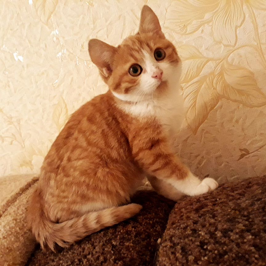 Рыжий котик с янтарными глазами