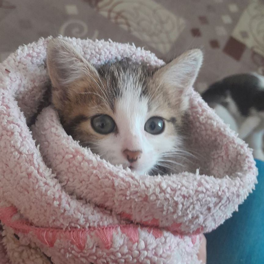Отдам котенка в добрые руки