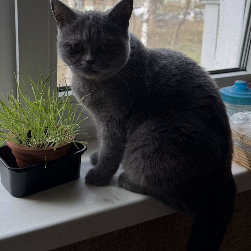 Британский короткошёрстный котёнок