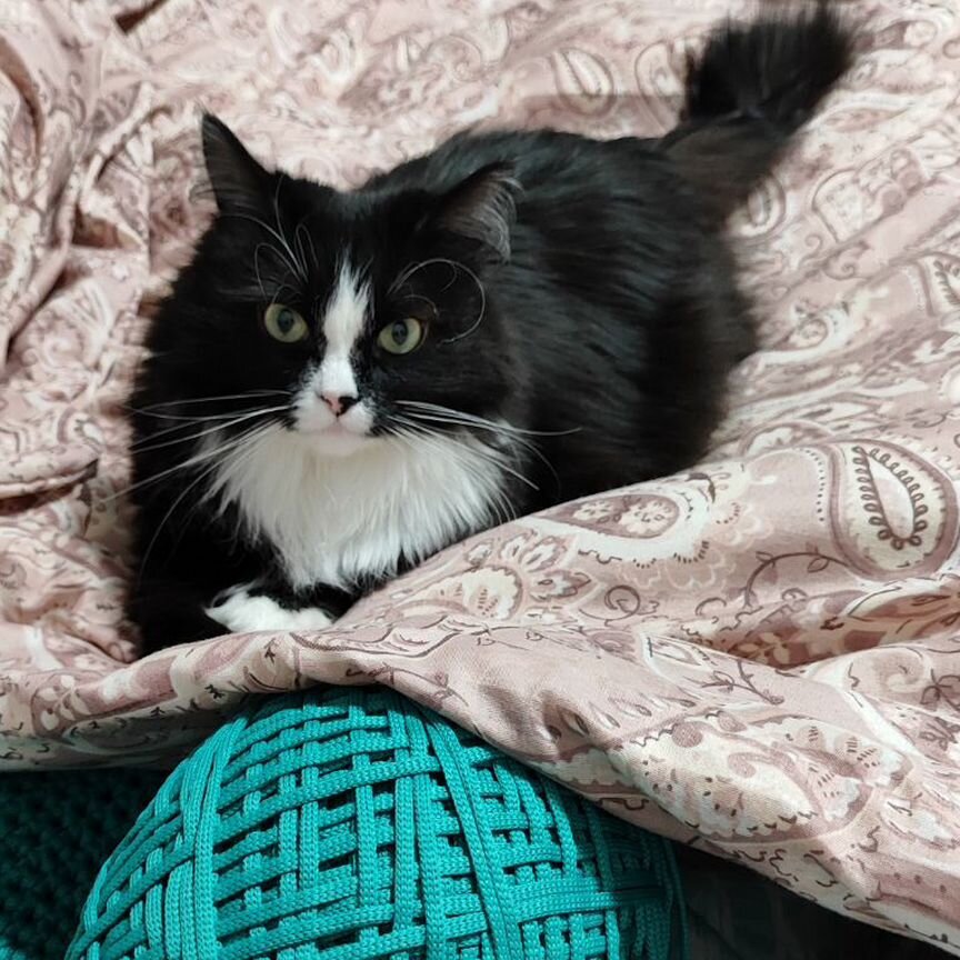 Взрослая, кошка в добрые руки