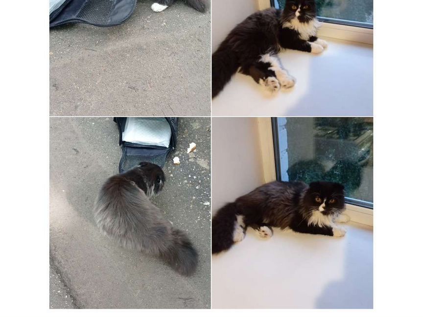 Кот