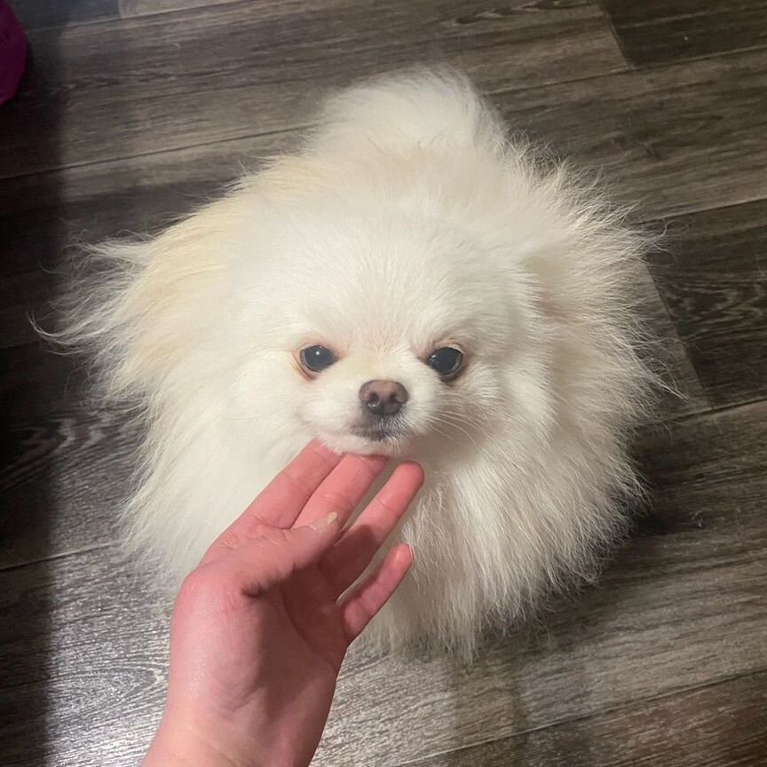 Шикарный взрослый кобель шпица с док