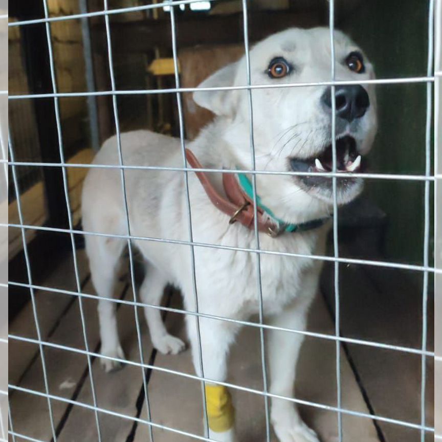 Сторожевая собака кобель 2 года