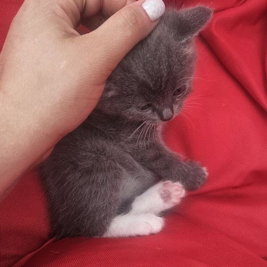 Котята