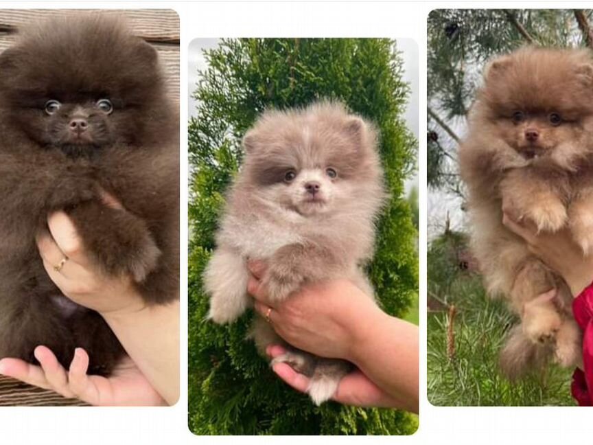 Цветные шпицы