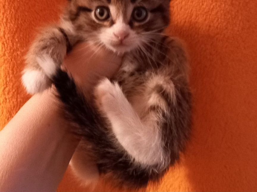 Милые котятки