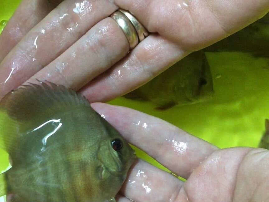 Дискусы Ред Ковер