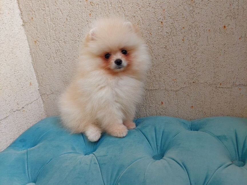 Померанский шпиц девочка и мальчик