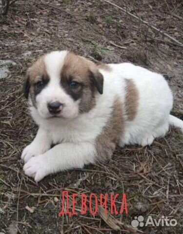 Милая девочка