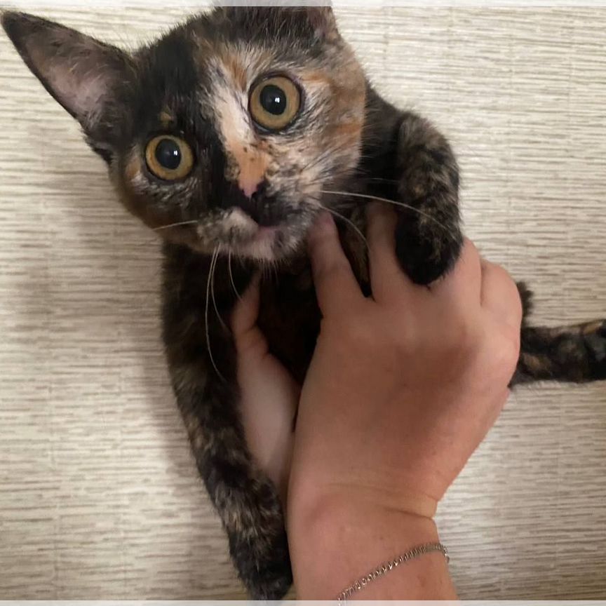 Иняша в самую любящую семью