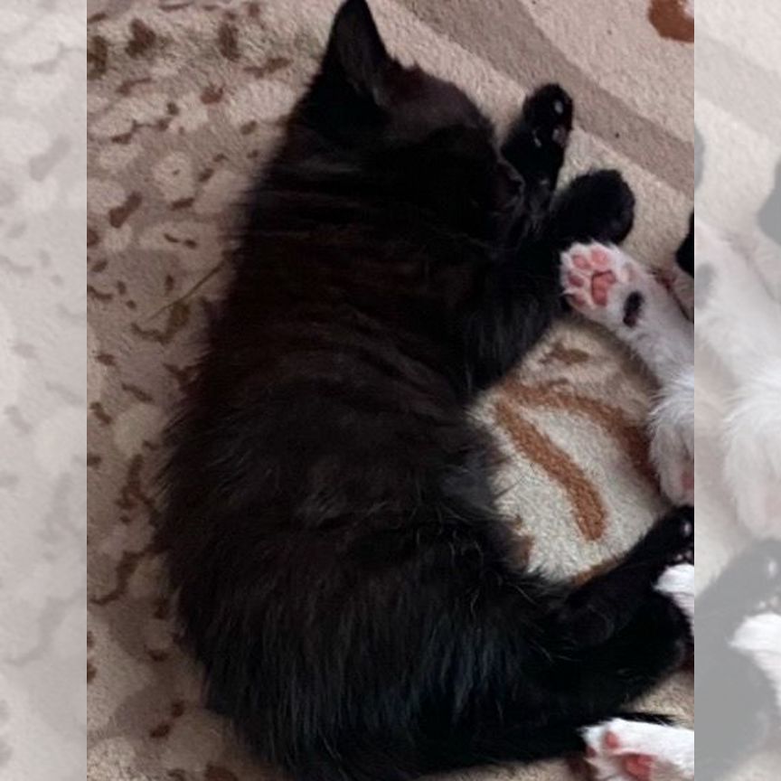 Сибирский котёнок